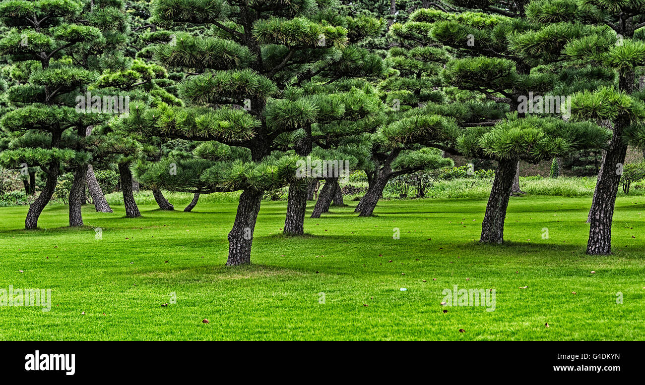 Asia tokyo japan pine trees hi-res stock photography and images - Alamy