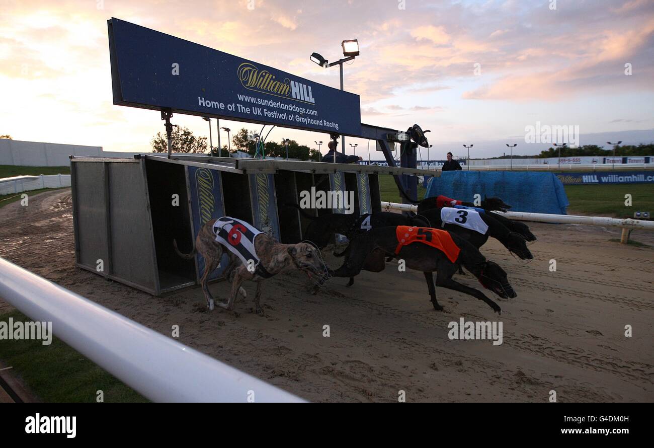 General View as the dogs leave the starting traps at Sunderland ...