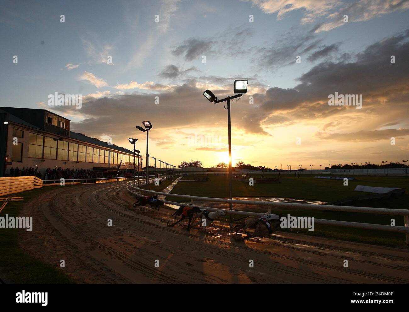 Greyhounds - UK Festival of Racing 2011 - Semi Finals - Sunderland ...