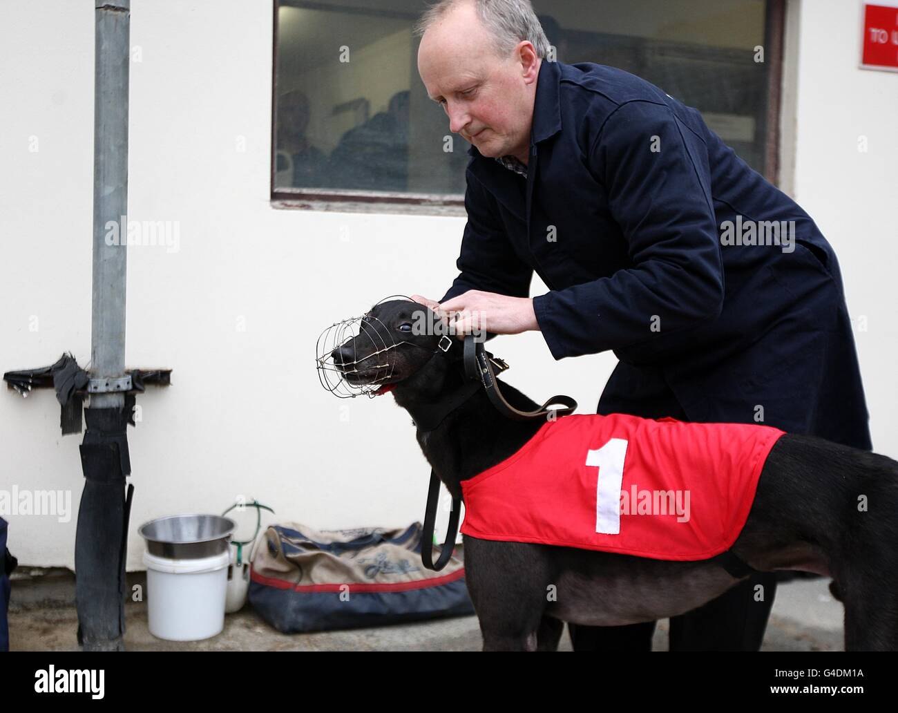 Dogs in the kennels area of Sunderland Greyhound Stadium Stock Photo ...