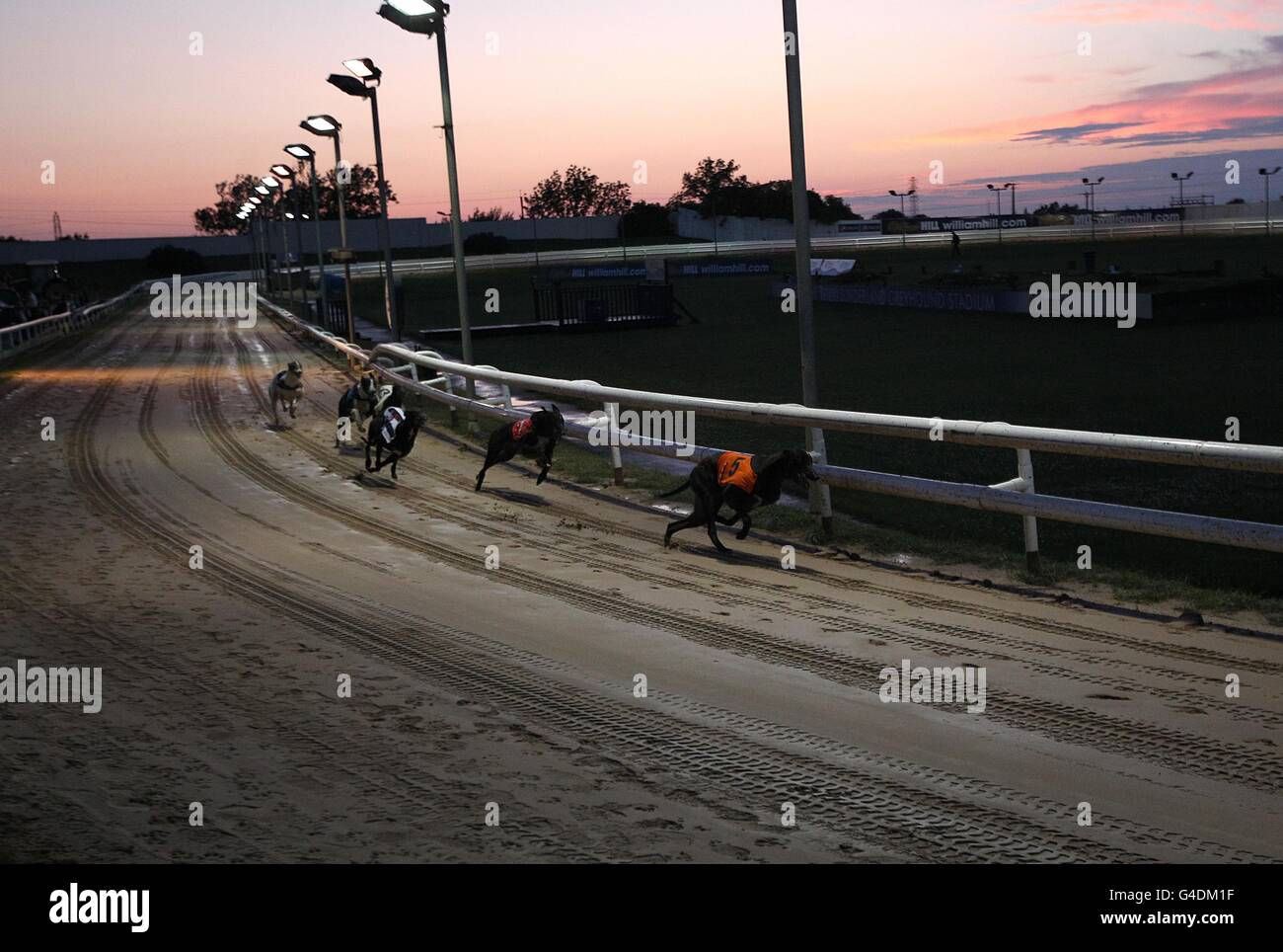 Greyhounds - UK Festival of Racing 2011 - Semi Finals - Sunderland ...