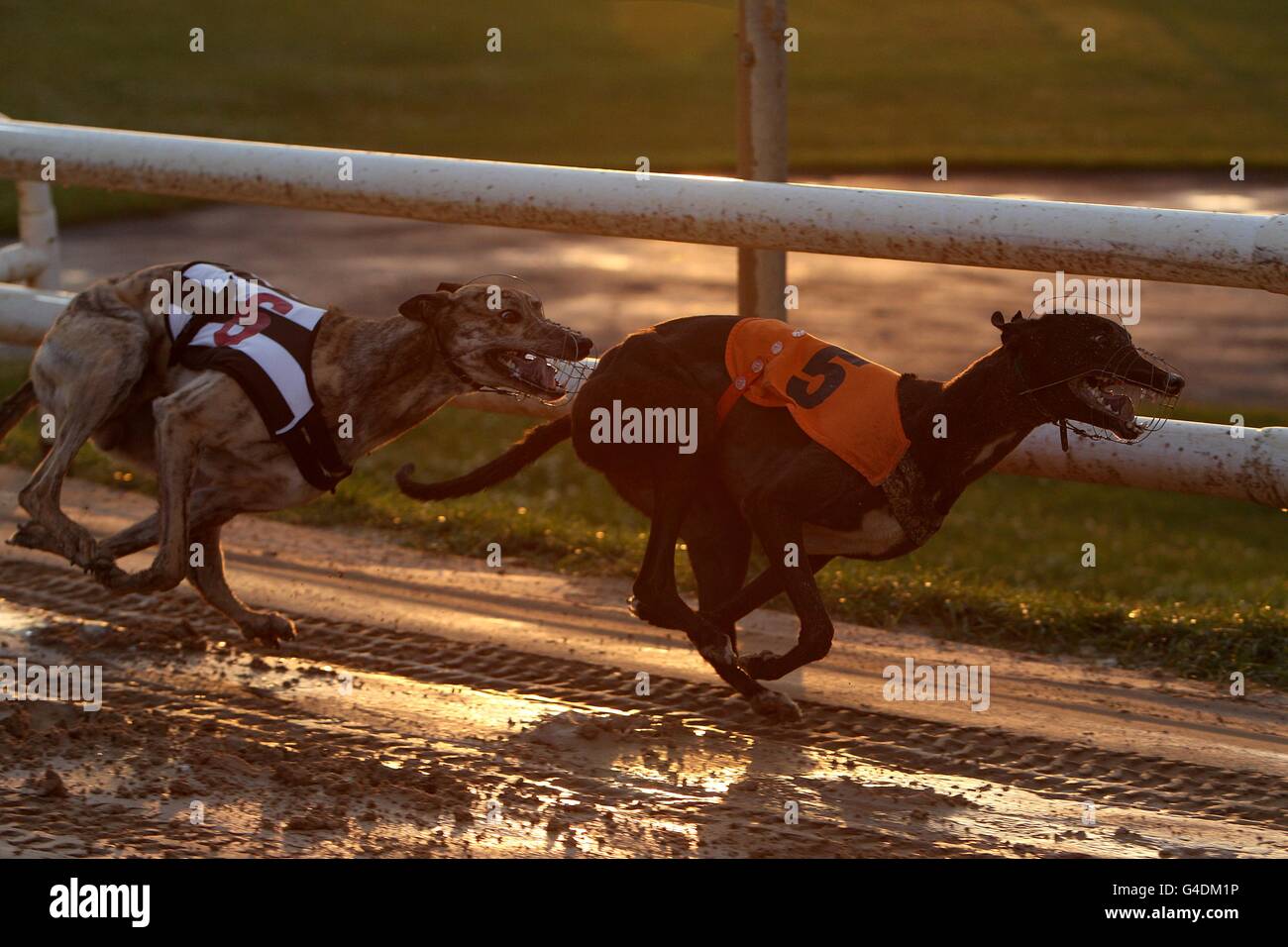 Sunderland greyhound stadium hi-res stock photography and images - Alamy