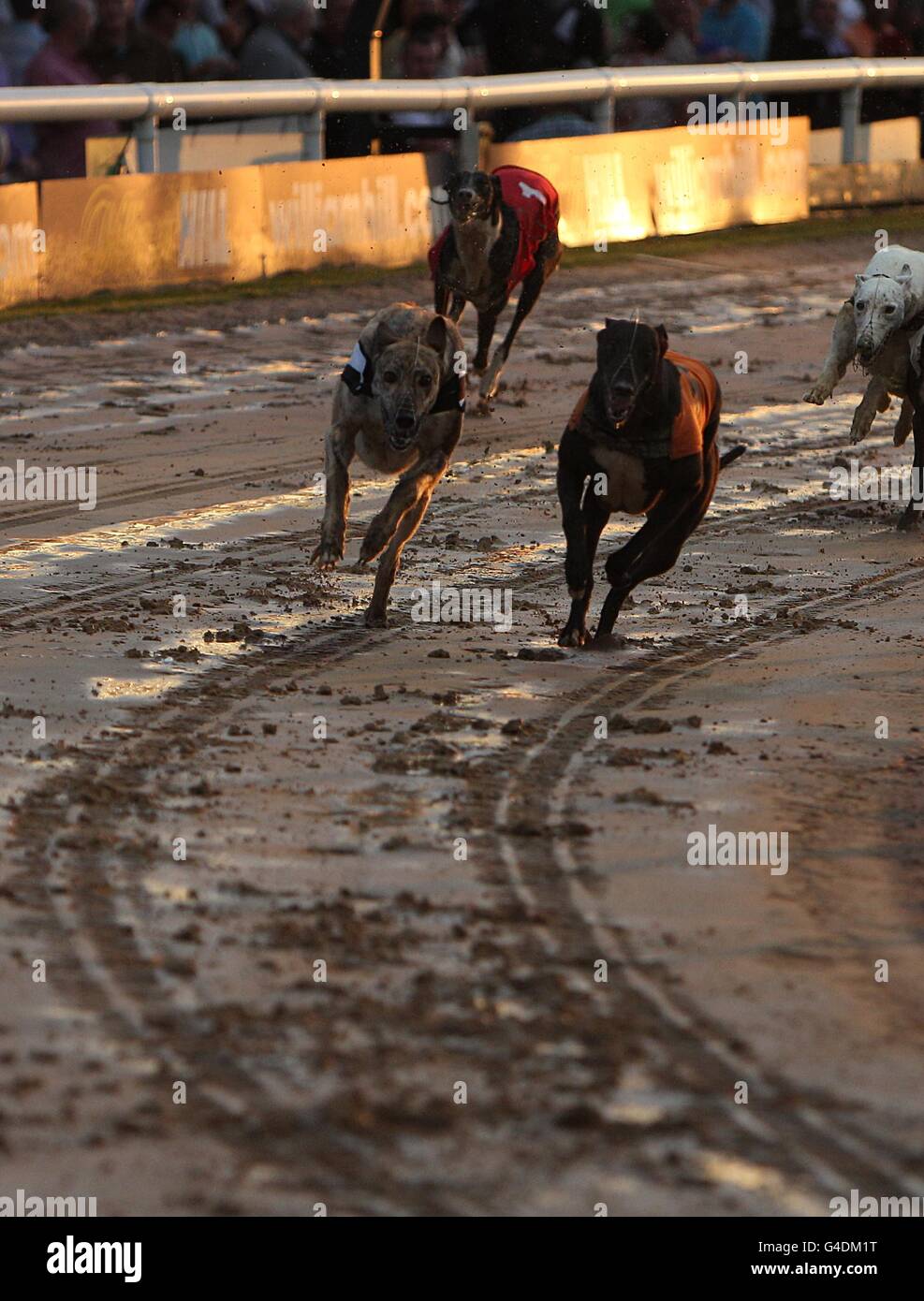 Sunderland greyhound stadium hi-res stock photography and images - Alamy