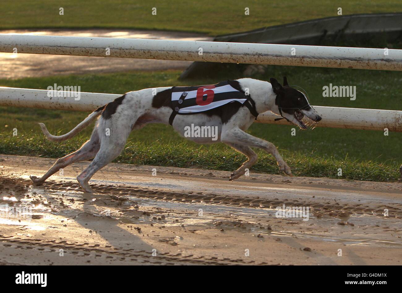 Greyhounds - UK Festival of Racing 2011 - Semi Finals - Sunderland ...