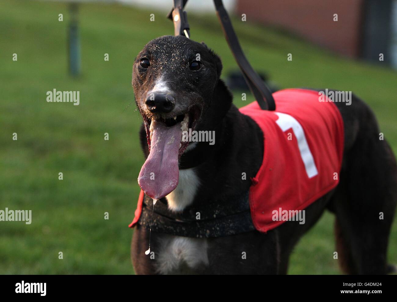 Sunderland greyhound stadium hi-res stock photography and images - Alamy