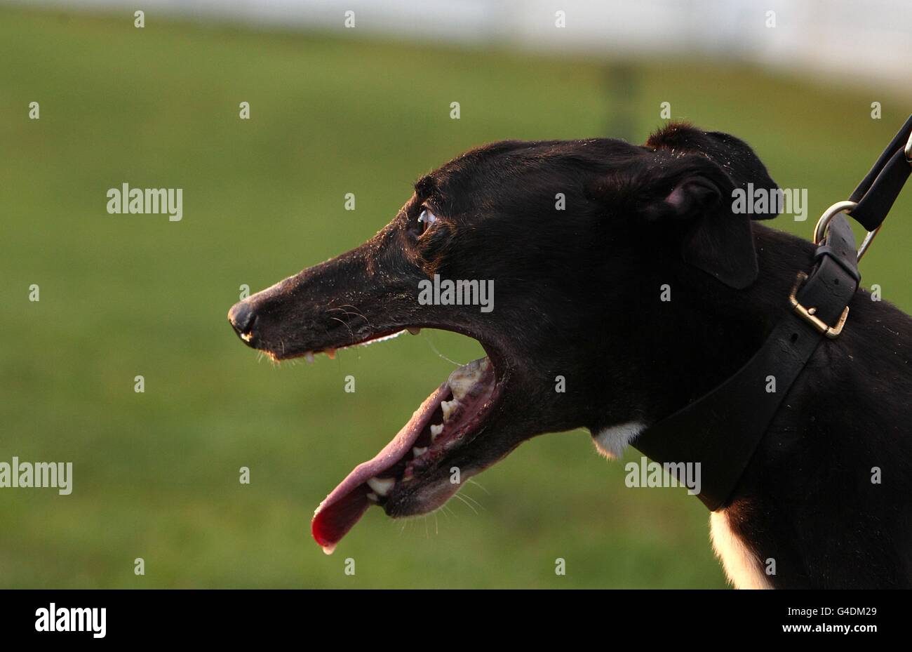 A greyhound between races at Sunderland Greyhound Stadium Stock Photo ...