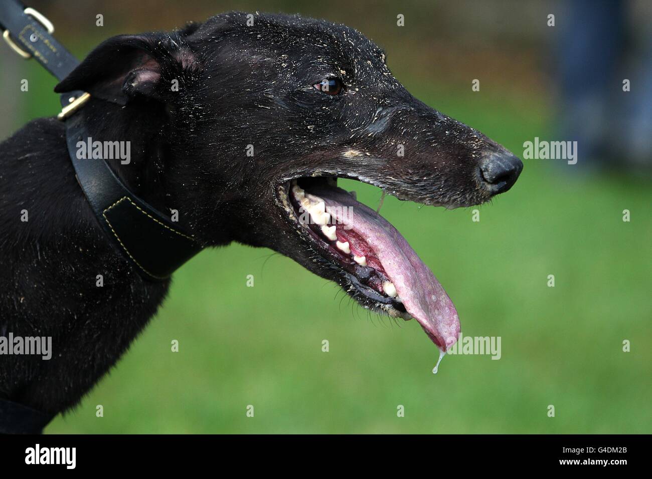 Sunderland greyhound stadium hi-res stock photography and images - Alamy