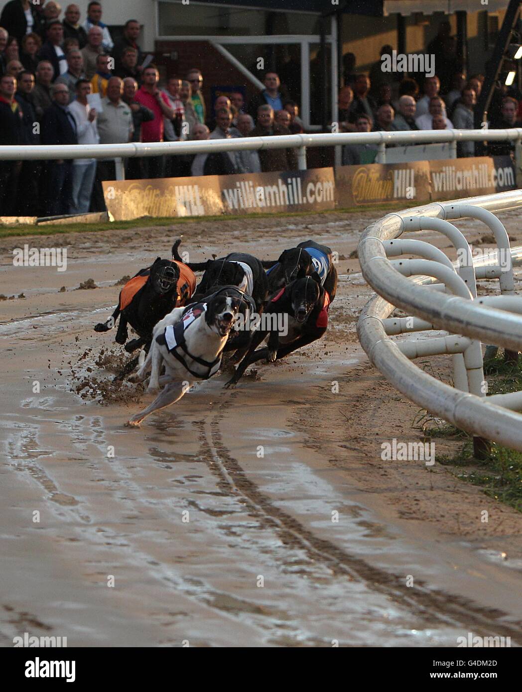 Greyhounds - UK Festival of Racing 2011 - Semi Finals - Sunderland ...
