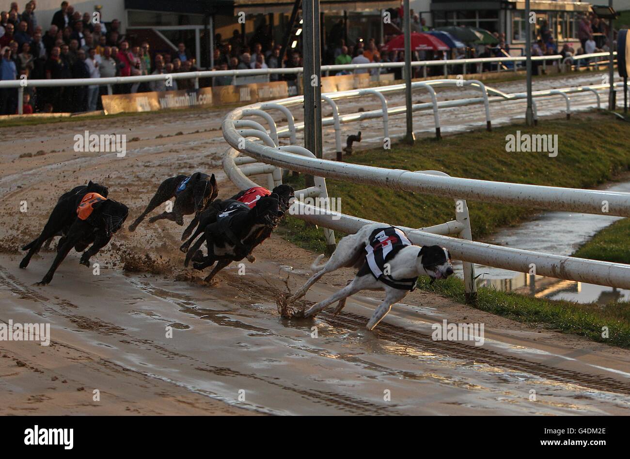 Greyhound racing sunderland greyhound stadium hi-res stock photography ...