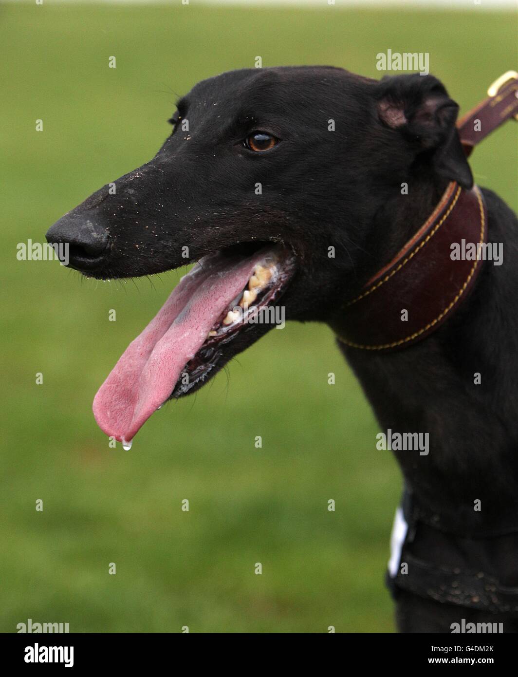 Sunderland greyhound stadium hi-res stock photography and images - Alamy