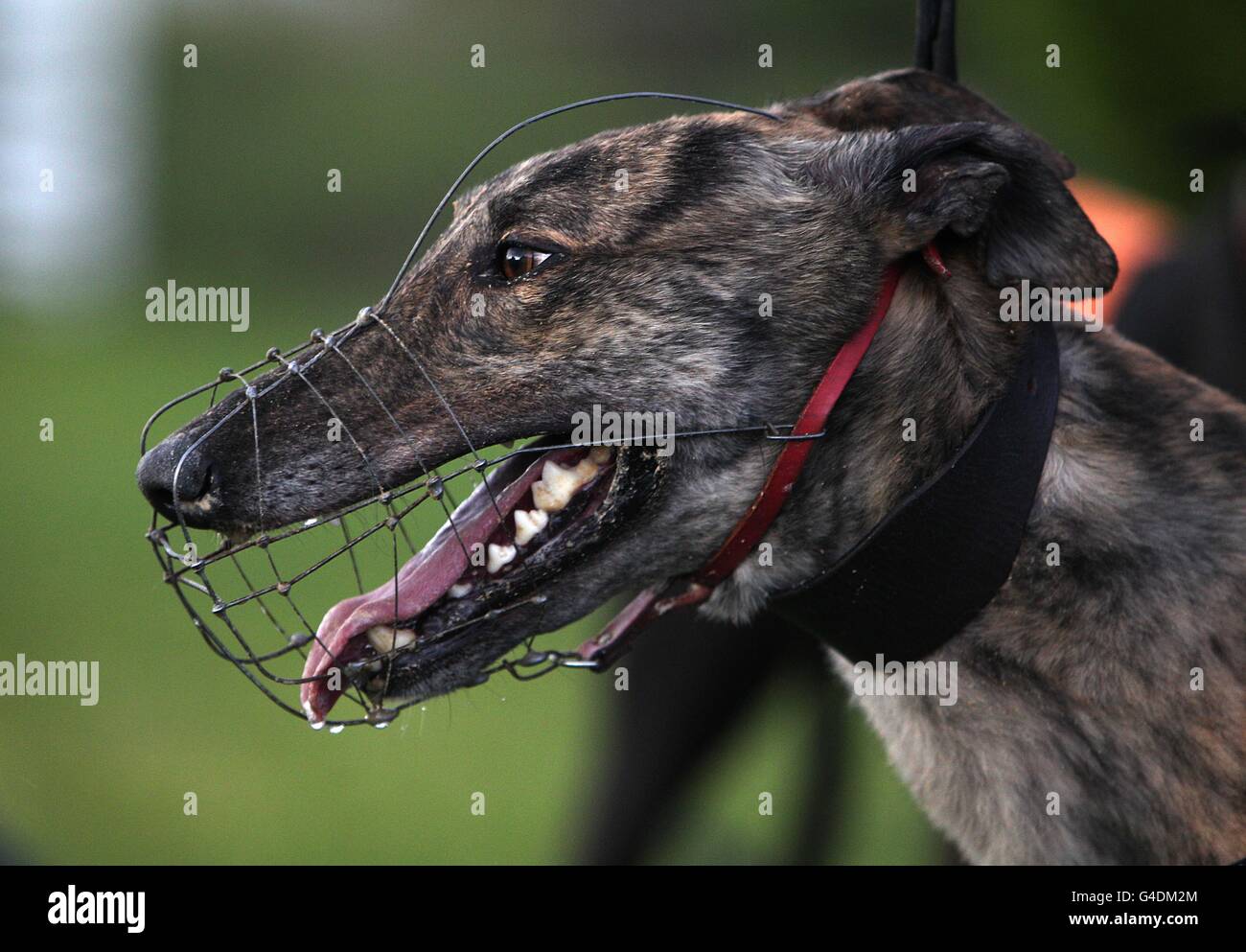 Sunderland greyhound stadium hi-res stock photography and images - Alamy