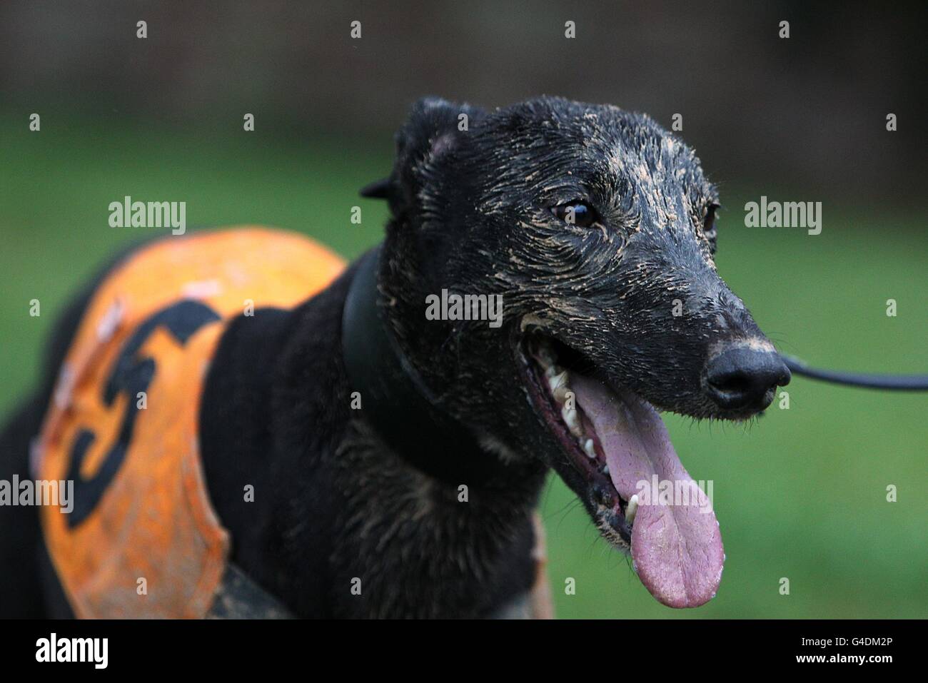 Dog face guard mouth muddy tired wet hi-res stock photography and ...