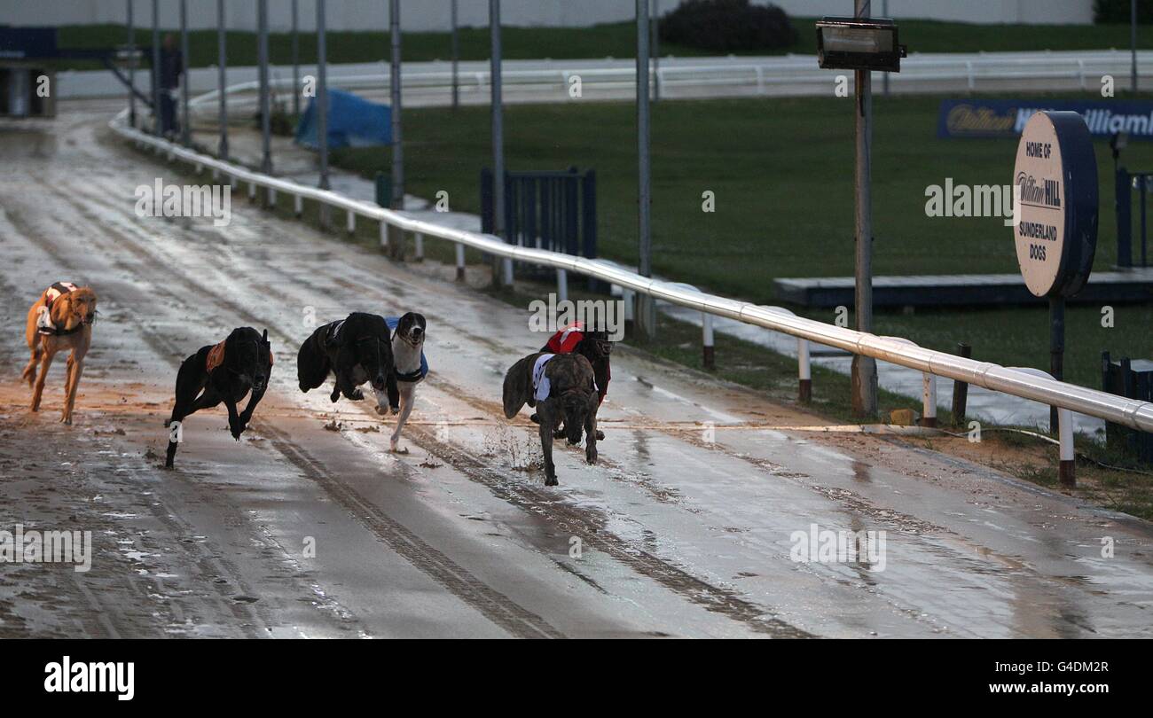 Greyhounds - UK Festival of Racing 2011 - Semi Finals - Sunderland ...