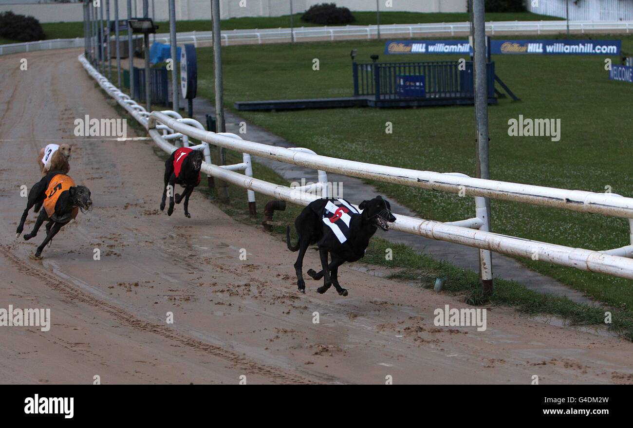 Greyhound racing sunderland greyhound stadium hi-res stock photography ...