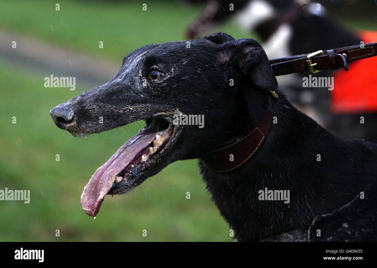 Sunderland greyhound stadium hi-res stock photography and images - Alamy