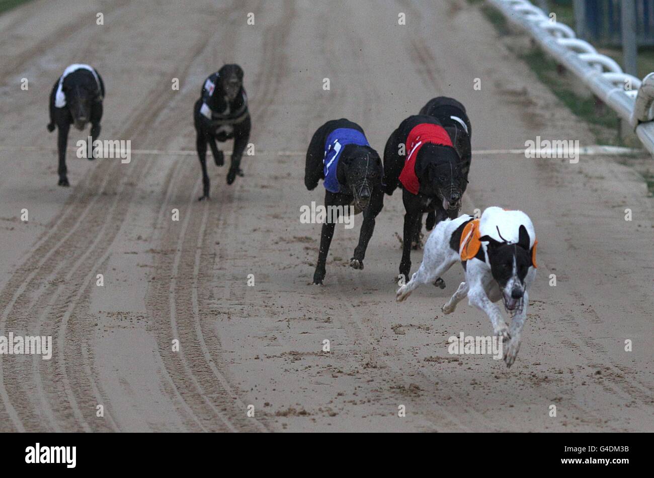 Sunderland greyhound stadium hi-res stock photography and images - Alamy