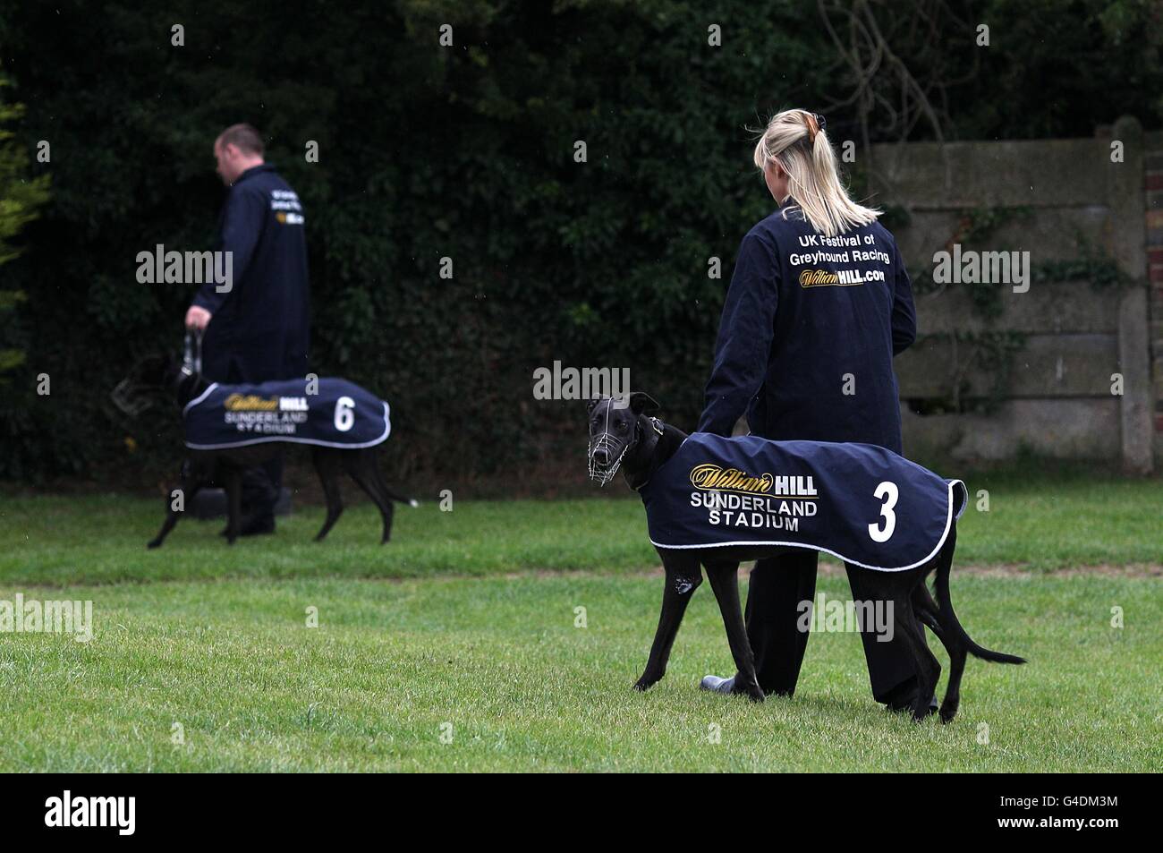Greyhounds - UK Festival of Racing 2011 - Semi Finals - Sunderland ...