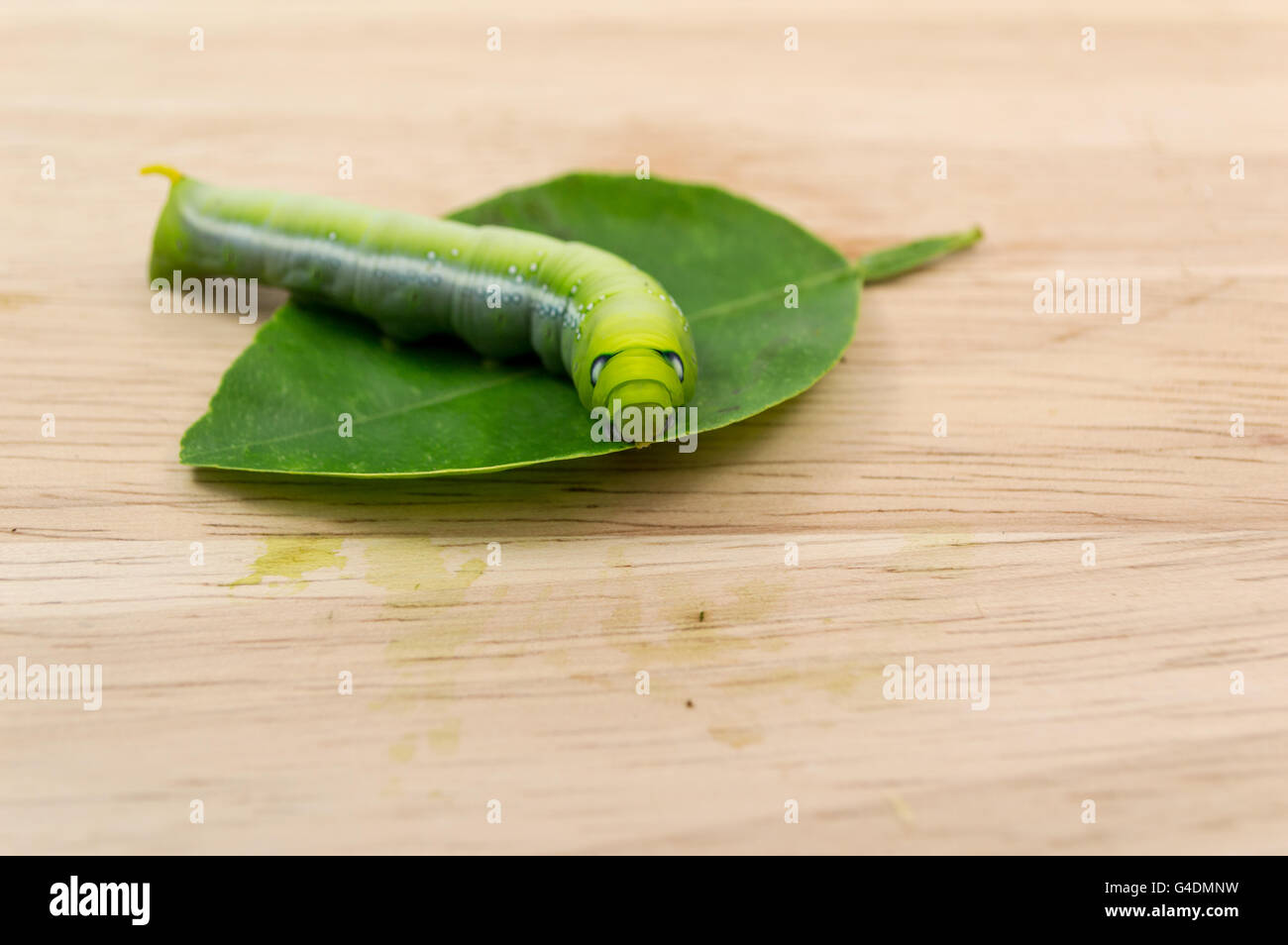 Green worm hi-res stock photography and images - Alamy