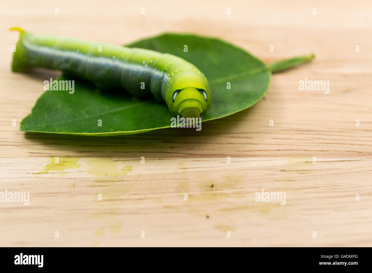 Green worm hi-res stock photography and images - Alamy