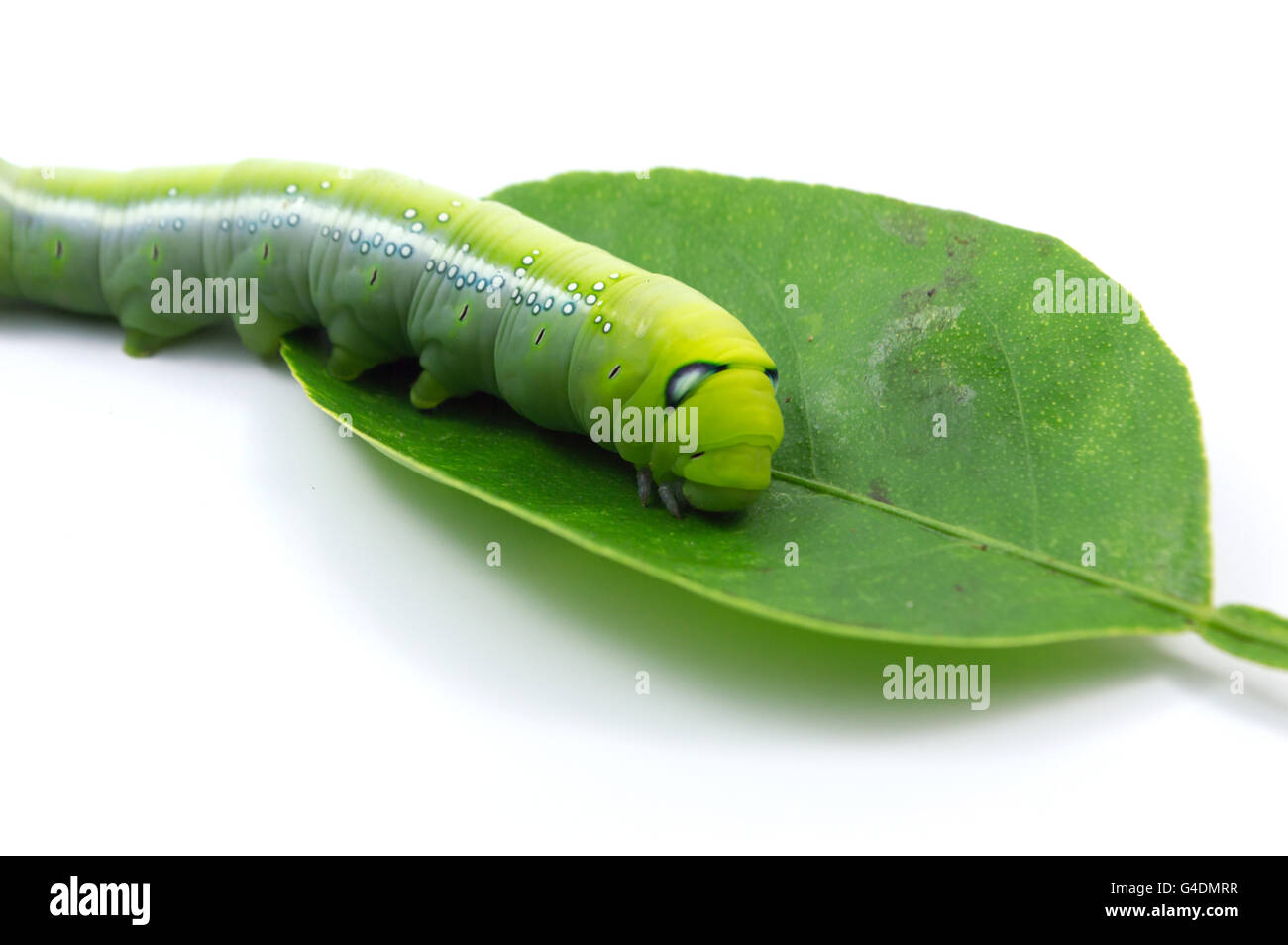 Green caterpillars or green worm isolated on white background Stock ...