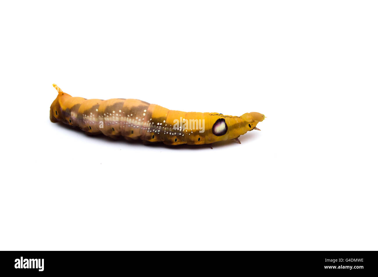 Green caterpillars or green worm isolated on white background Stock ...
