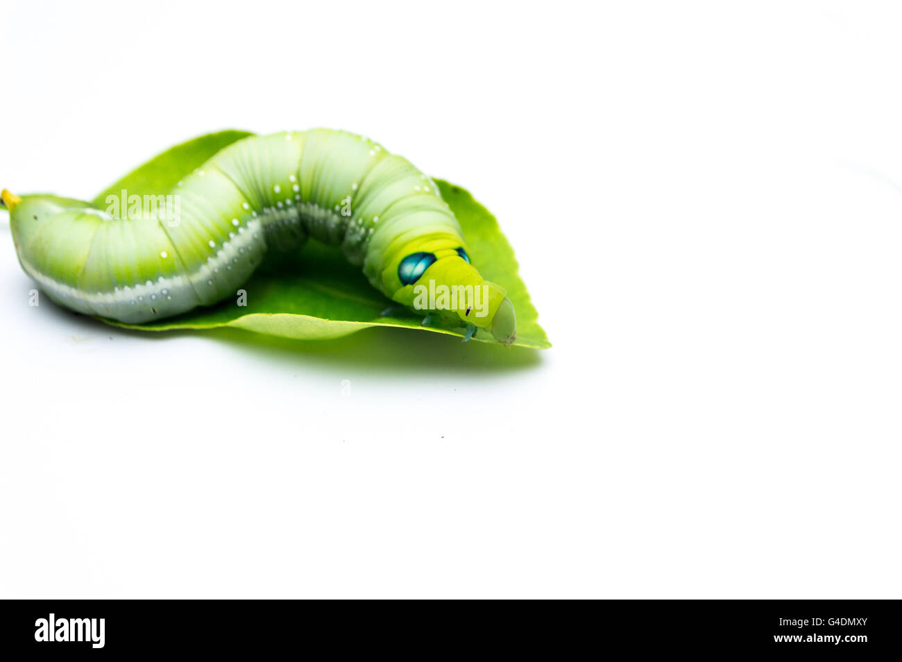 Green caterpillars or green worm isolated on white background Stock ...