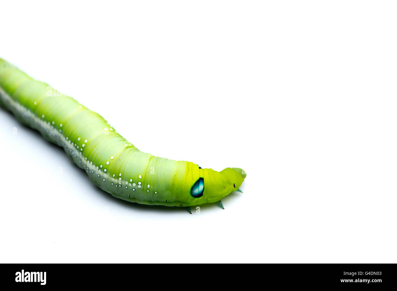 Green caterpillars or green worm isolated on white background Stock ...