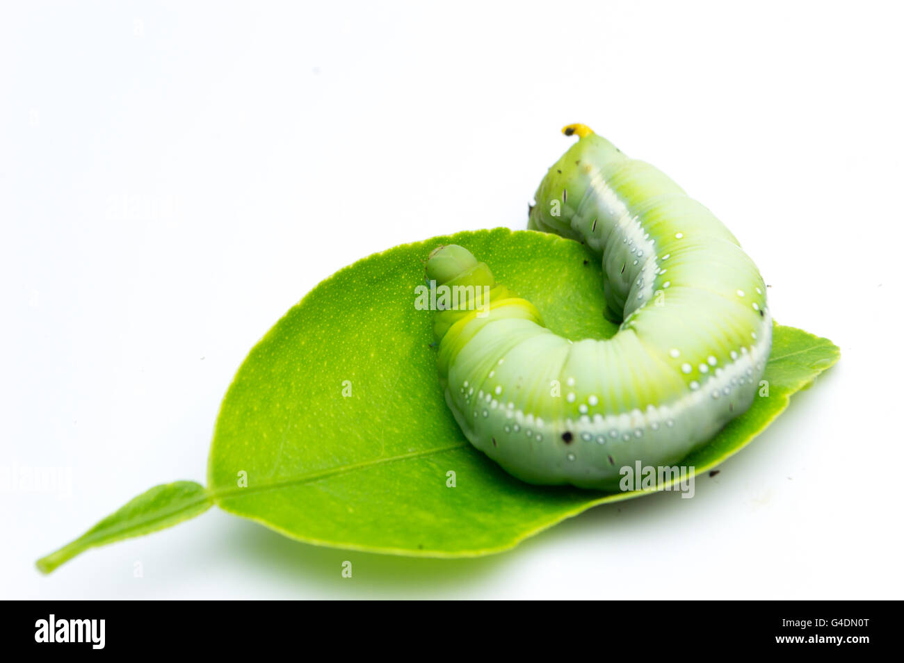 Green caterpillars or green worm isolated on white background Stock ...