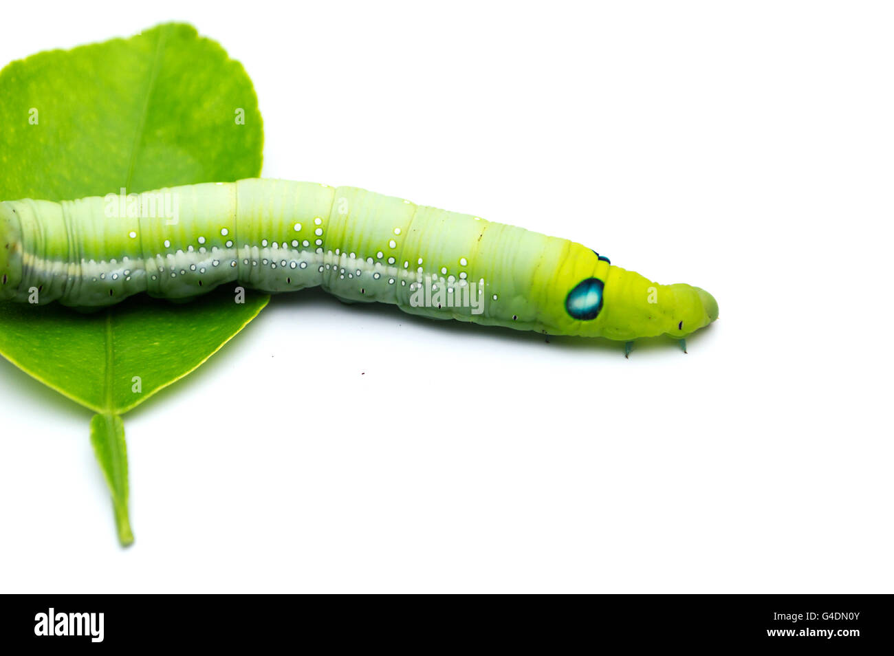 Green caterpillars or green worm isolated on white background Stock ...