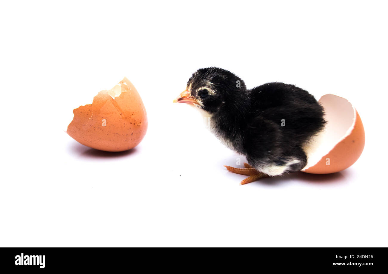 Little baby chick hatching from its egg hi-res stock photography and ...