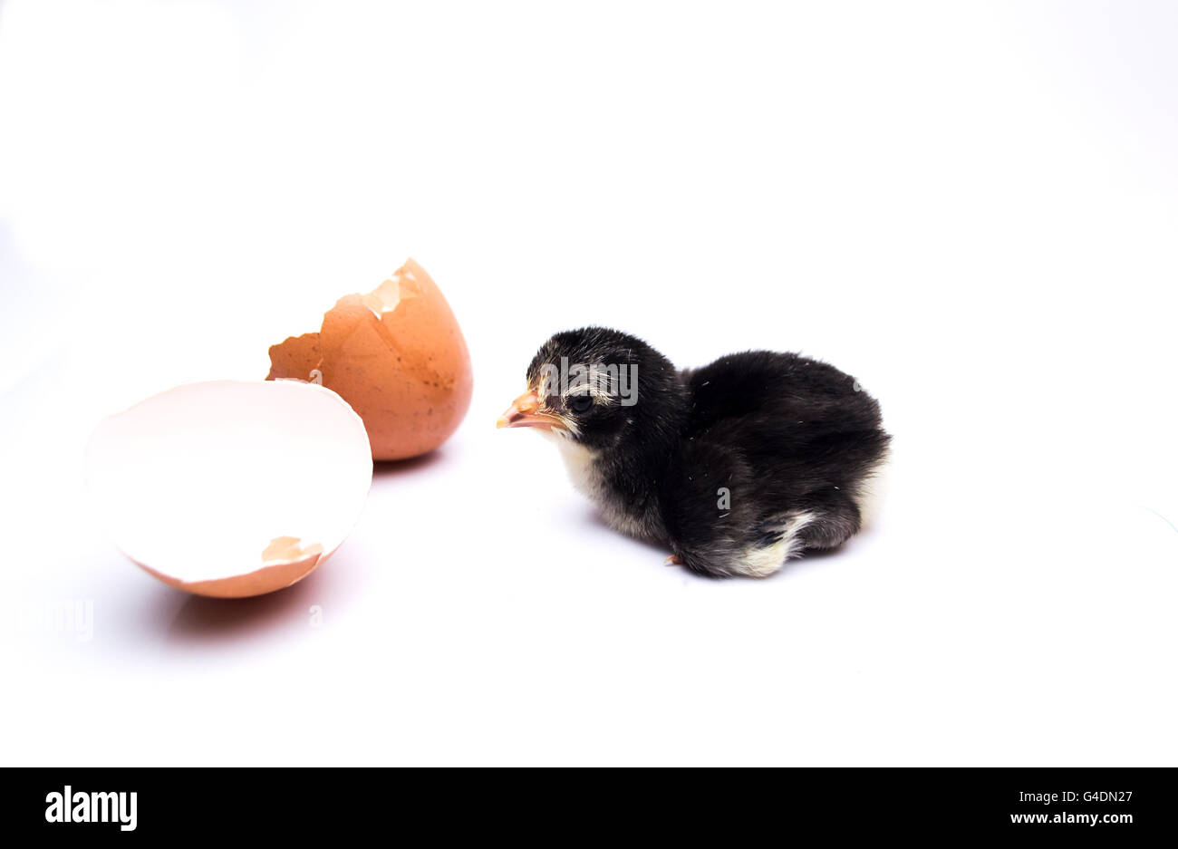 Black chicks hatched from eggs isolated on white background Stock Photo ...