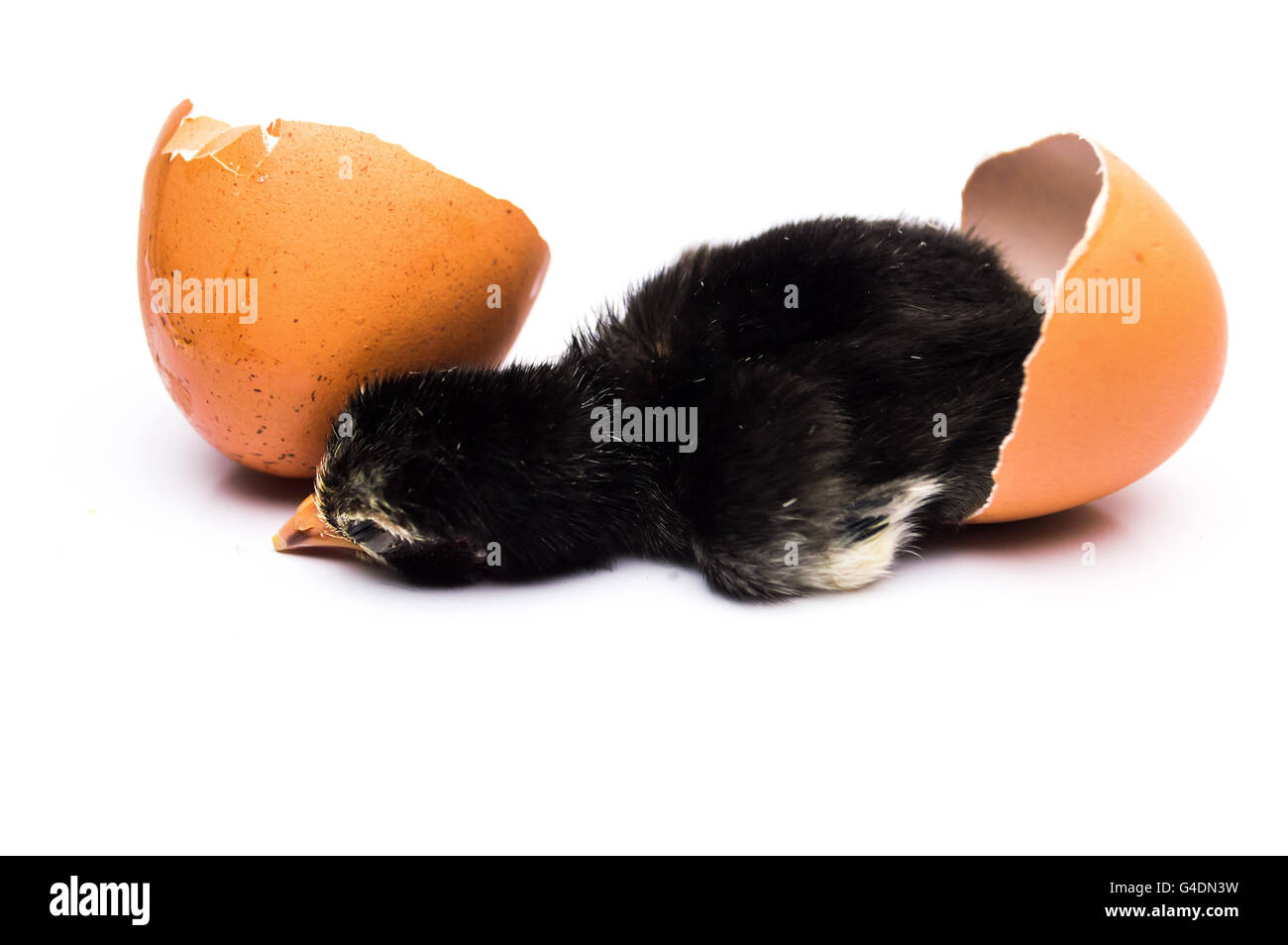 Black chicks hatched from eggs isolated on white background Stock Photo ...
