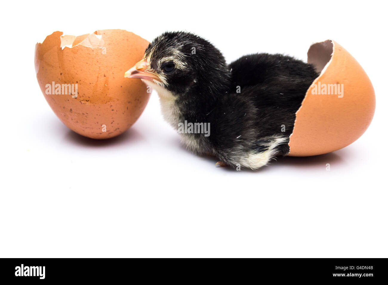 Chicken black white chicks hi-res stock photography and images - Alamy