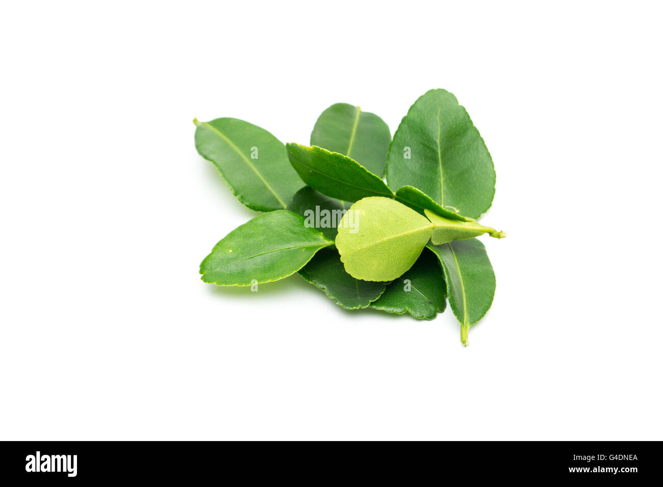 kaffir lime leaves isolated on white background Stock Photo - Alamy