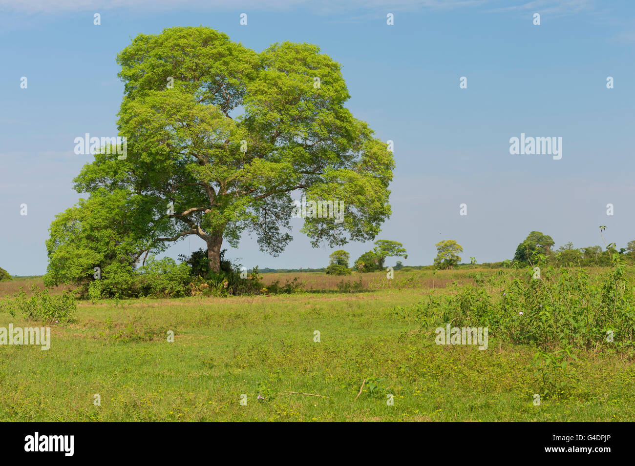 Pantanal landscape hi-res stock photography and images - Alamy