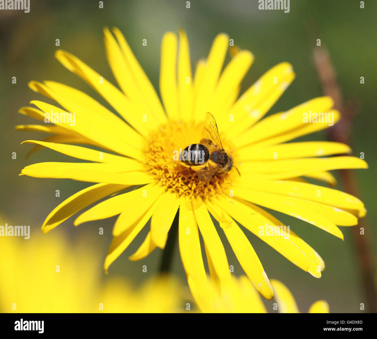 Back view of bumblebee hi-res stock photography and images - Alamy