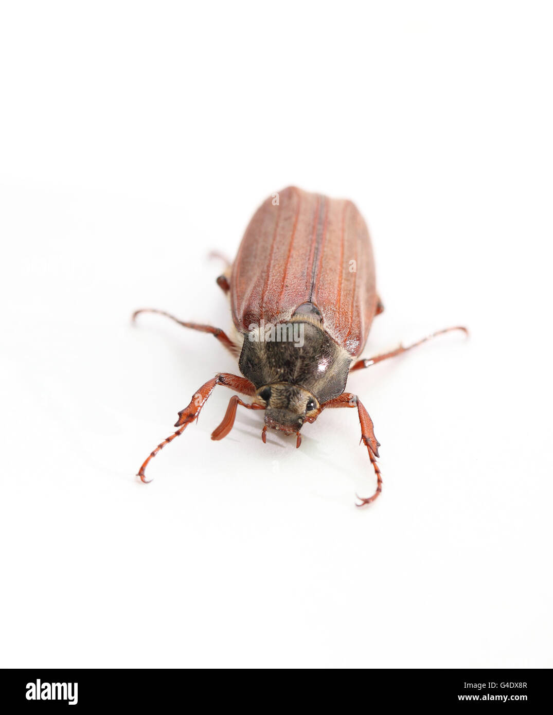On a photo chafer isolated on white Stock Photo - Alamy