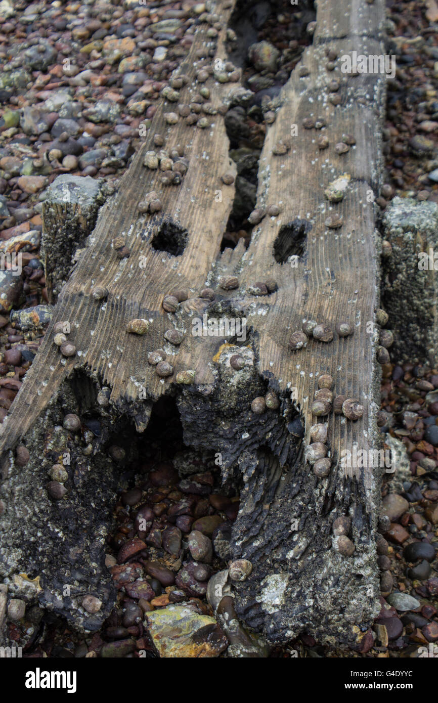 Rotten wood on the beach Stock Photo - Alamy