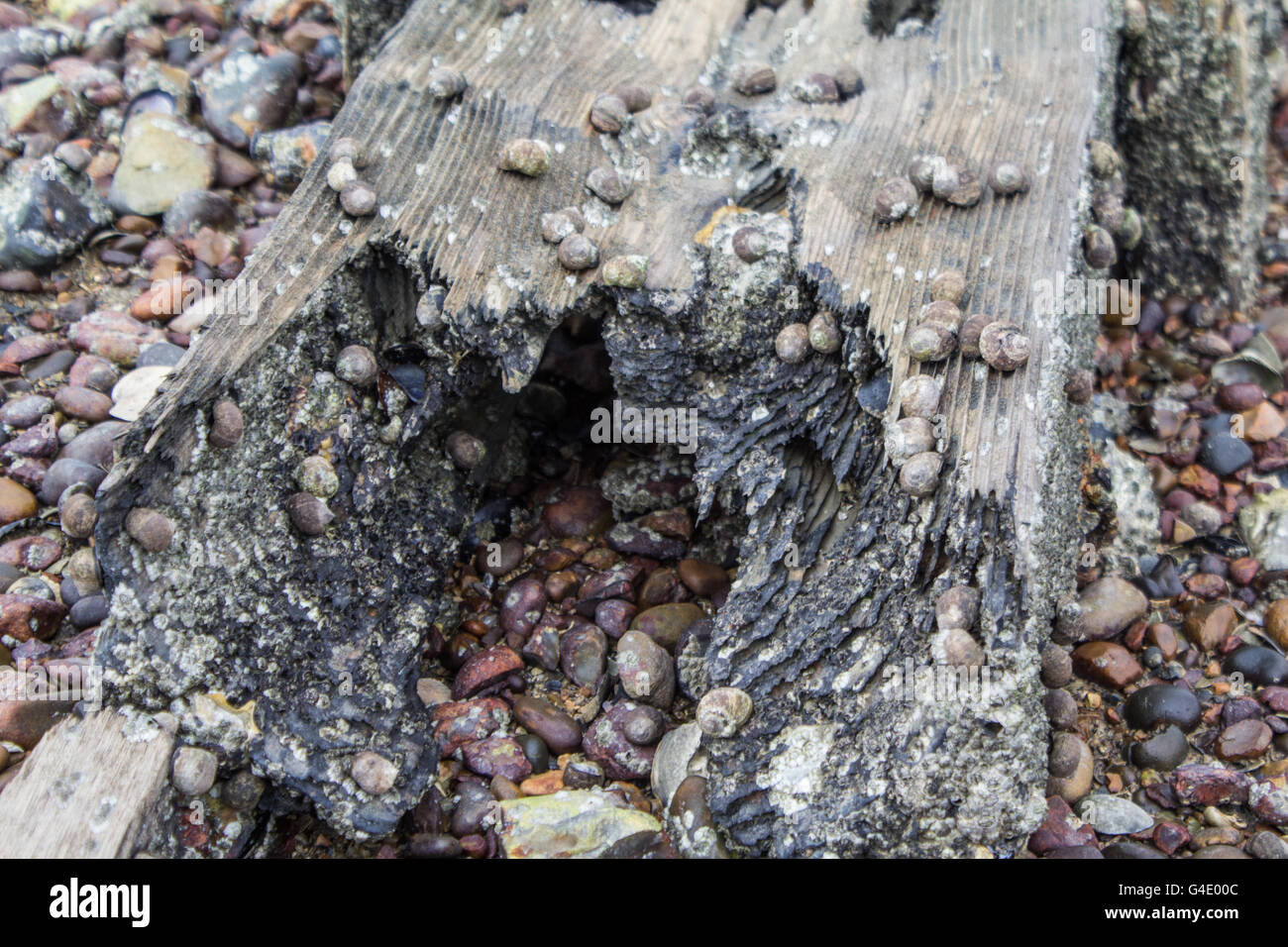 Rotten wood on the beach Stock Photo - Alamy