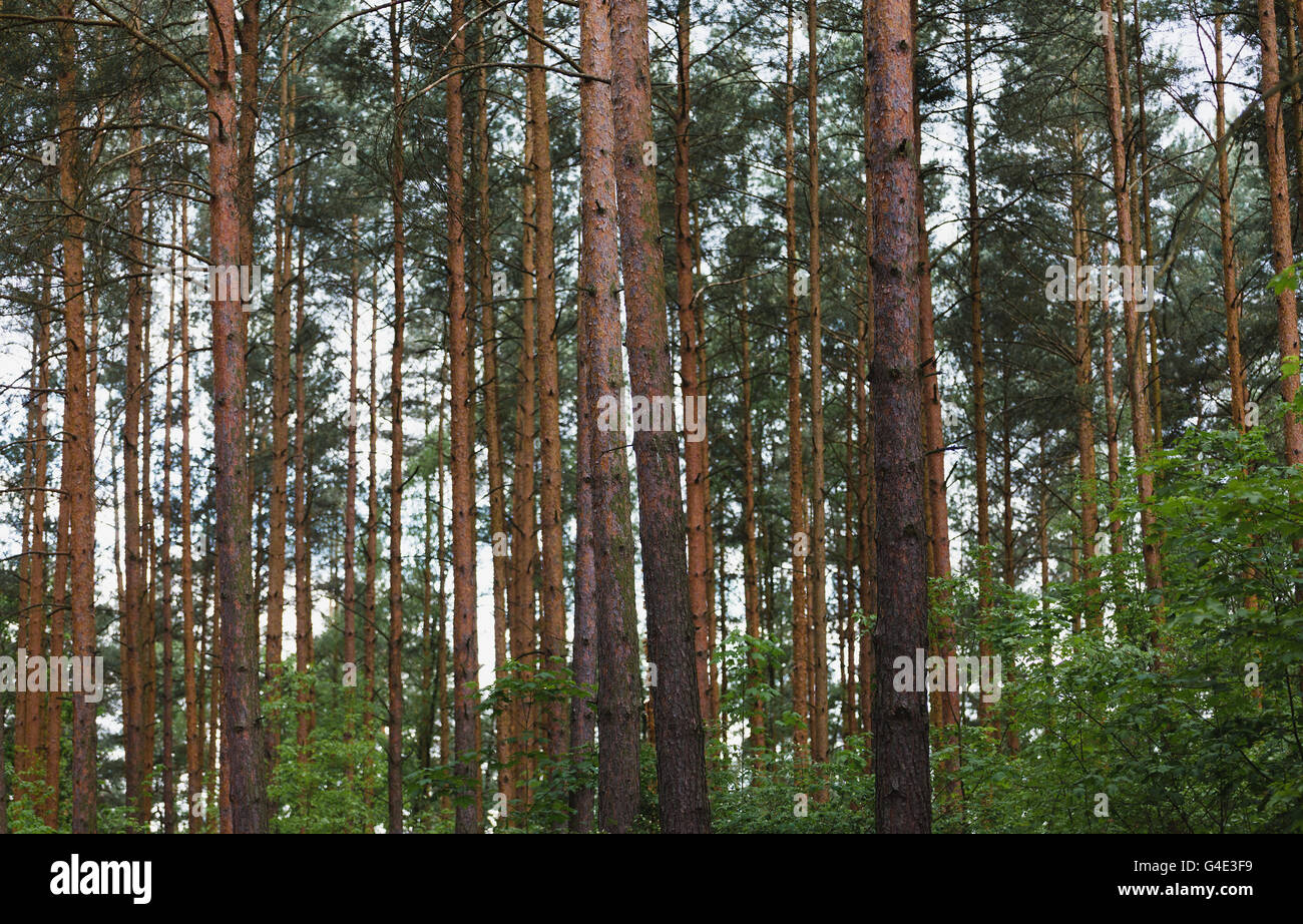 inside forest trees Stock Photo - Alamy
