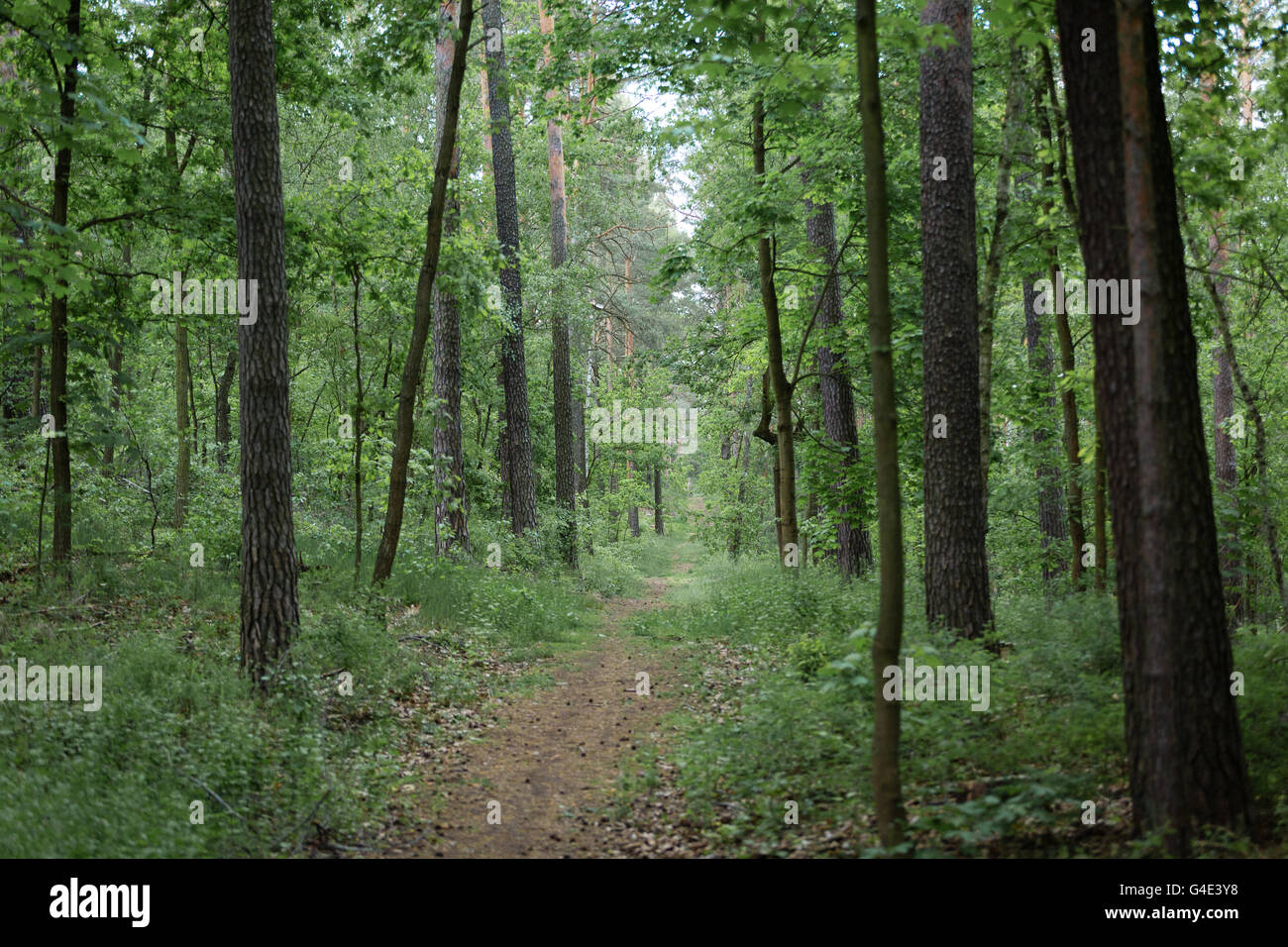 way inside forest trees Stock Photo - Alamy