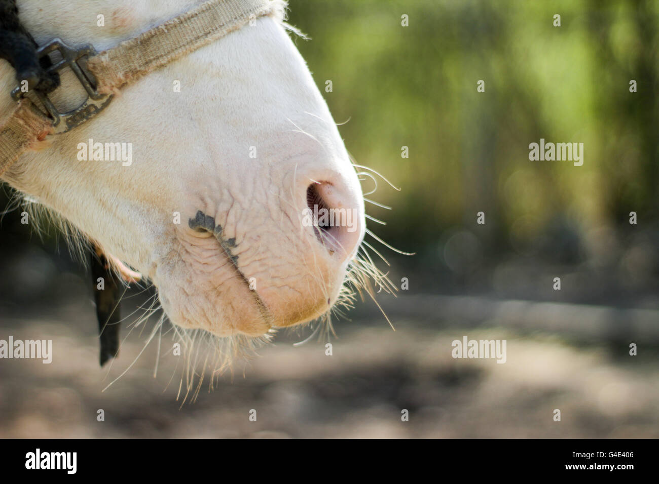 Photograph of a white horse snout Stock Photo - Alamy