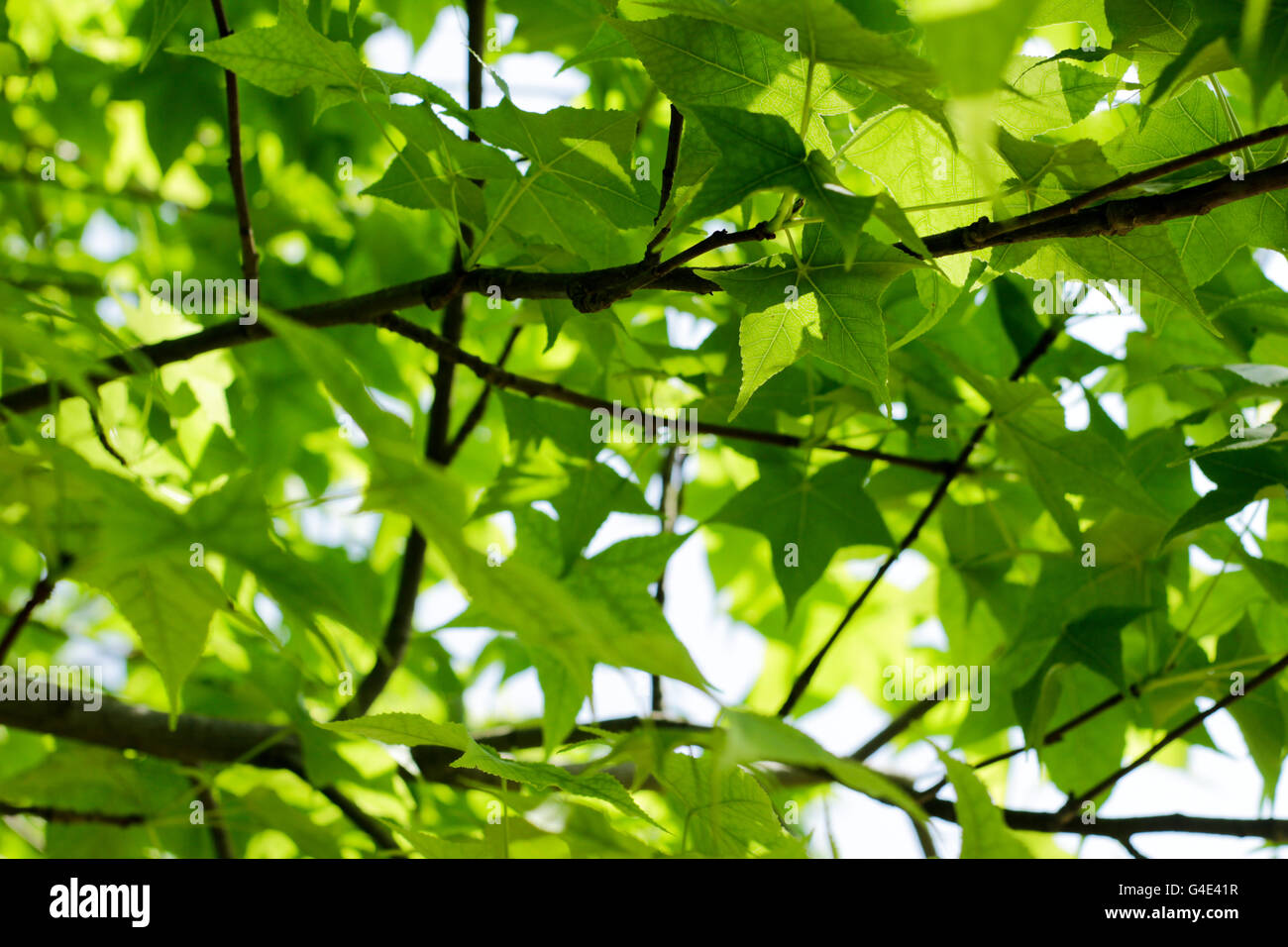 Photograph of some green tree leaves Stock Photo - Alamy
