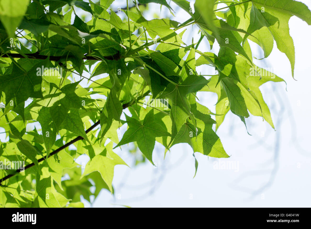 Photograph of some green tree leaves Stock Photo - Alamy