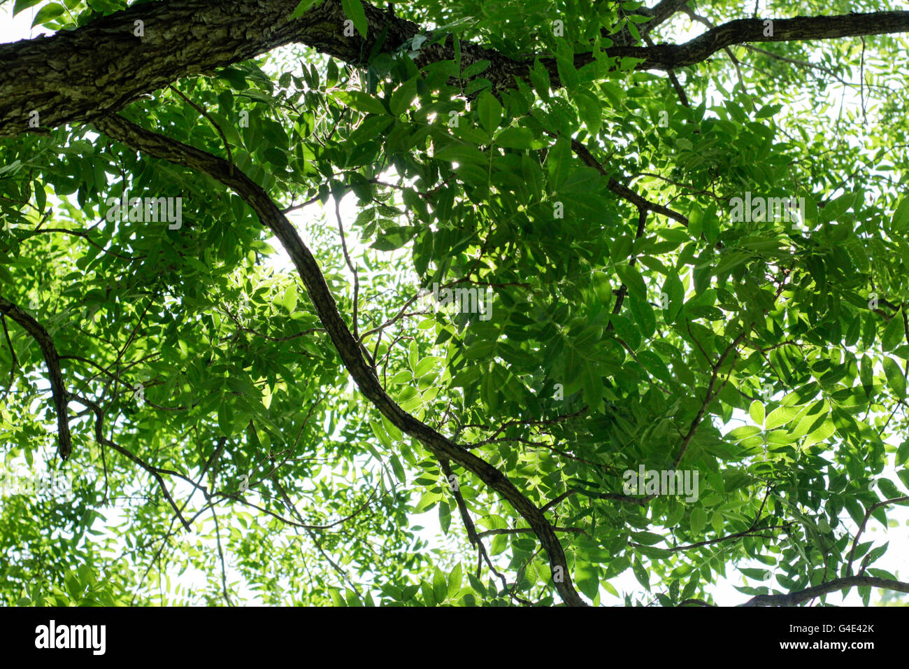 Photograph of some green tree leaves Stock Photo - Alamy