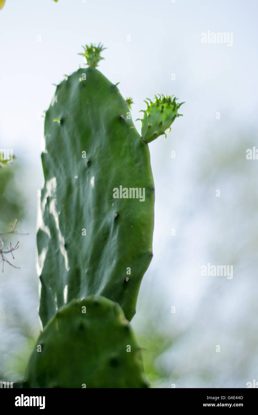 Photograph of a green cactus plant named nopal Stock Photo - Alamy
