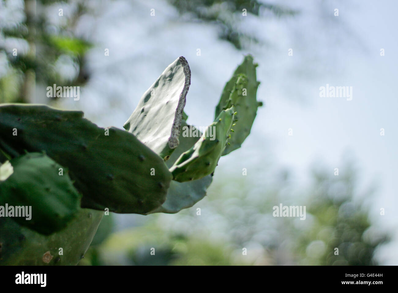 Photograph of a green cactus plant named nopal Stock Photo - Alamy
