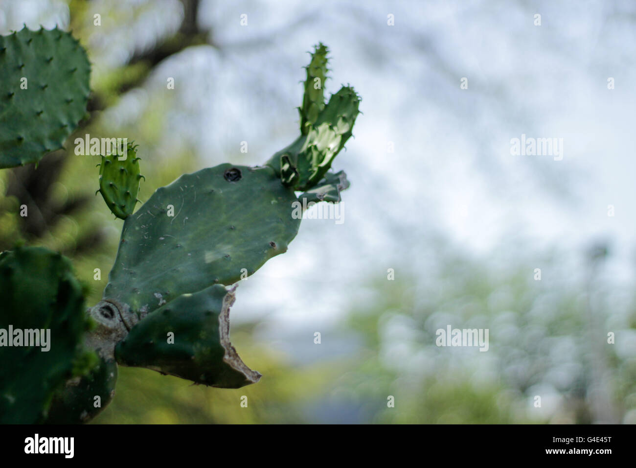 Photograph of a green cactus plant named nopal Stock Photo - Alamy