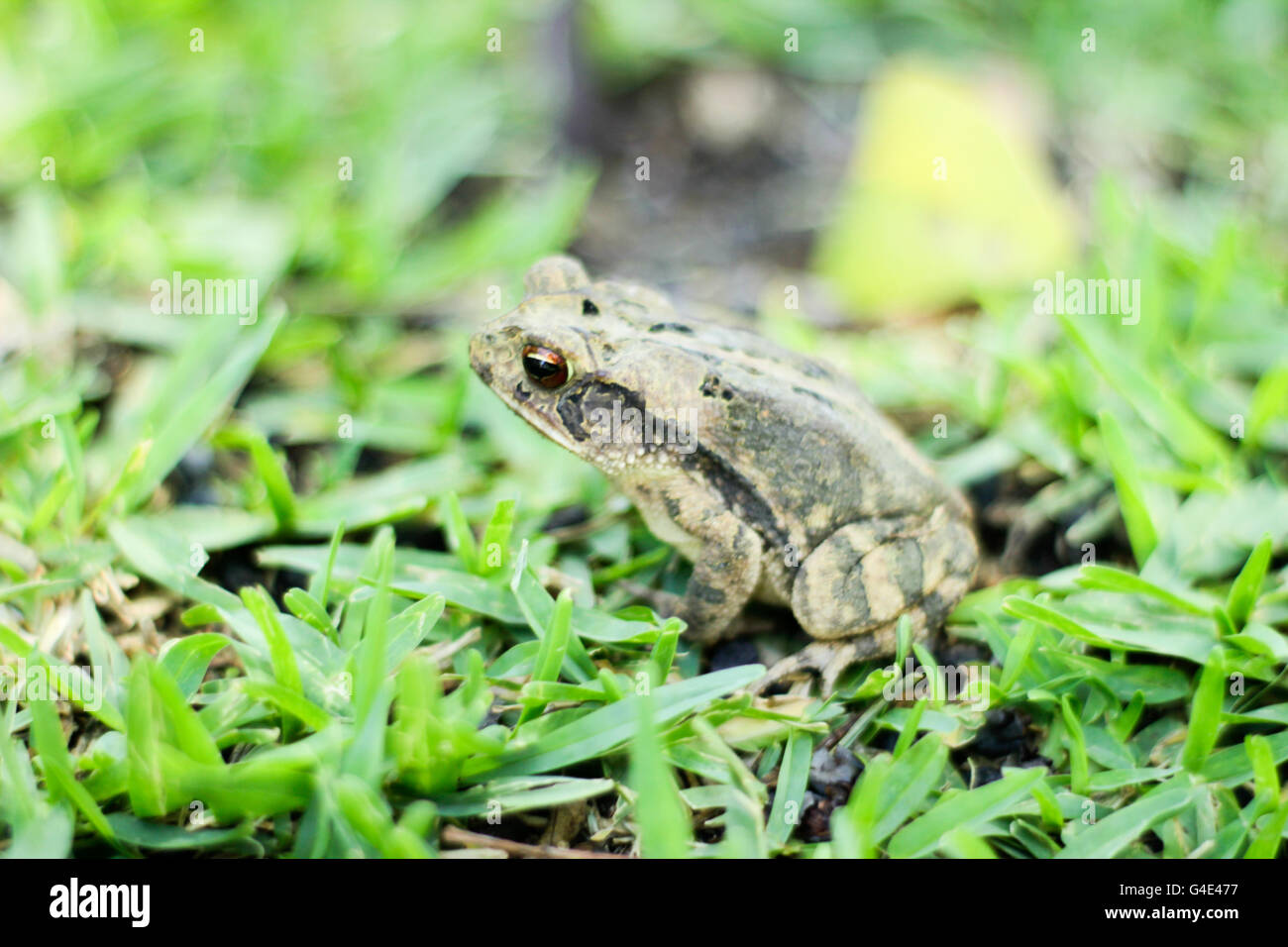 Photograph of a frog in a green grass Stock Photo - Alamy