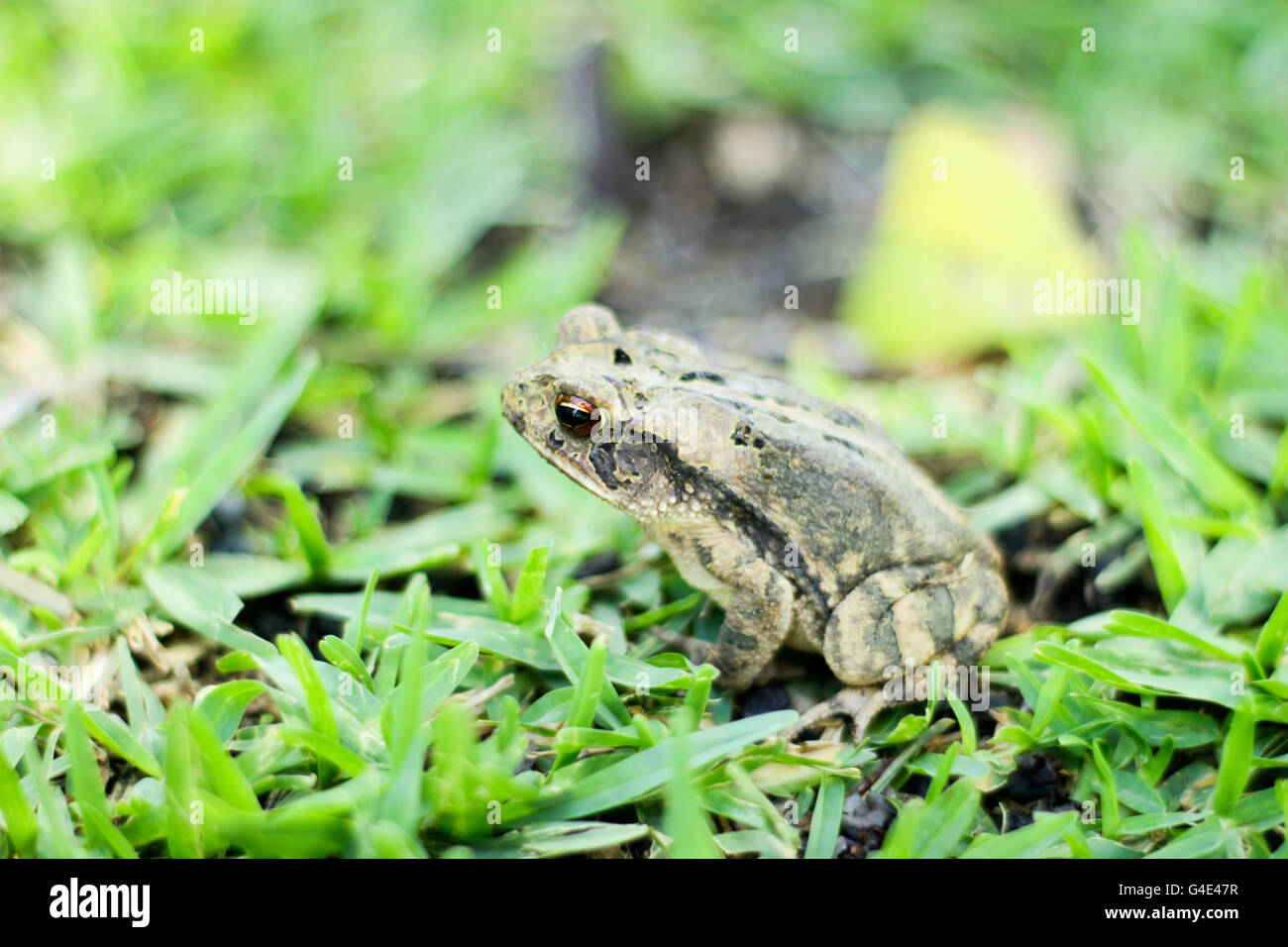 Photograph of a frog in a green grass Stock Photo - Alamy